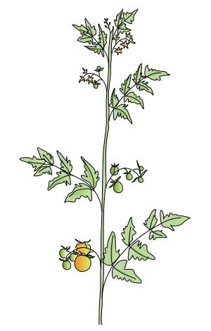 Plant Balance - FarmRoad Agronomy Insights