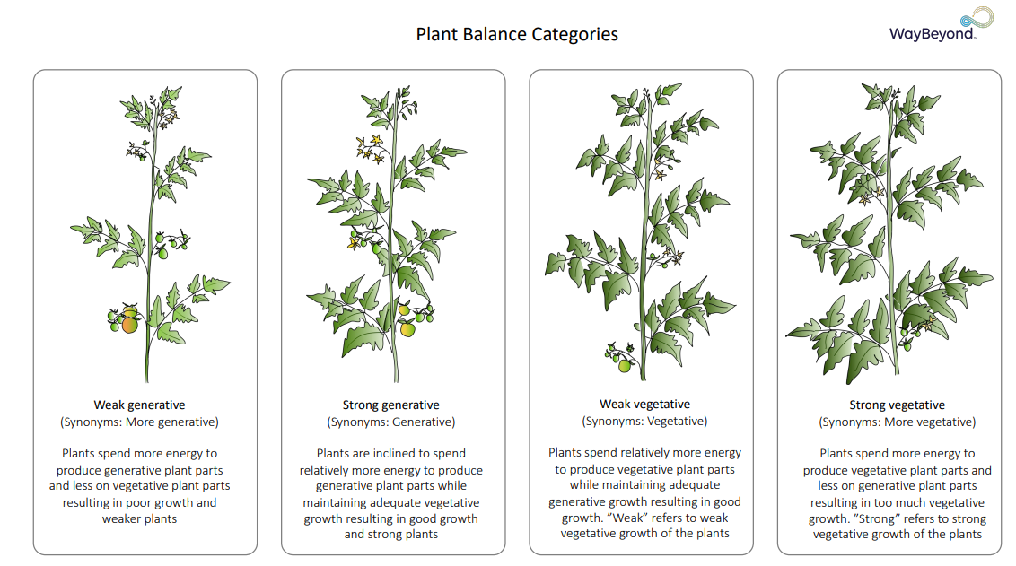 Plant Balance - FarmRoad Agronomy Insights